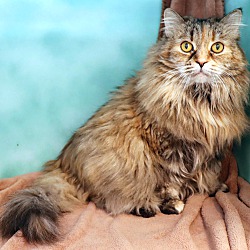Seminole Blvd, FL - Maine Coon. Meet Cinnamon a Pet for Adoption ...