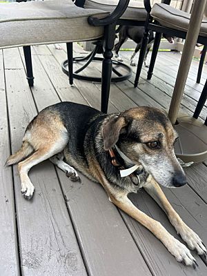 Virginia Beach, VA - Shepherd (Unknown Type)/Labrador Retriever. Meet ...