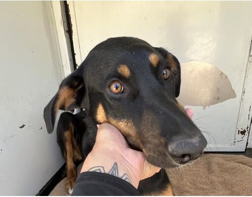 San Luis Obispo, CA - Doberman Pinscher. Meet KNOX a Pet for Adoption ...