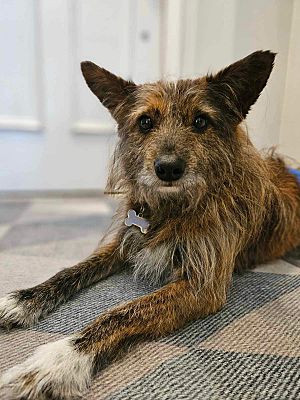 Toronto, ON - Shiba Inu/Terrier (Unknown Type, Small). Meet RICO a Pet ...