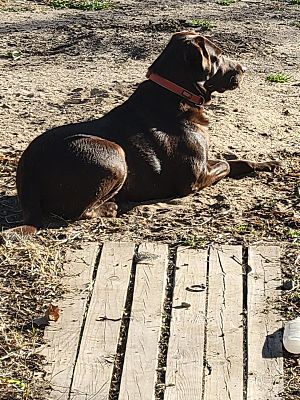 Wichita, KS - Labrador Retriever. Meet Hunter a Pet for Adoption ...