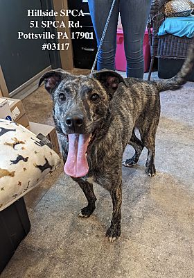 Pottsville, PA - Dutch Shepherd/Labrador Retriever. Meet Freya a Pet ...