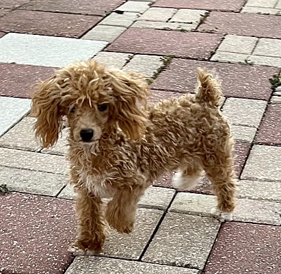 Naples, FL - Miniature Poodle. Meet Giorgio a Pet for Adoption ...