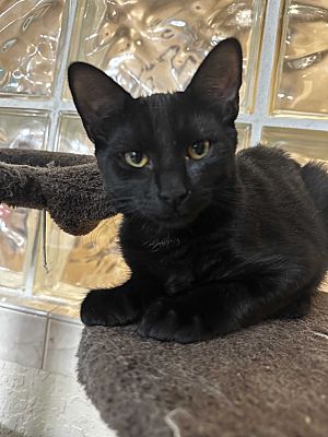 Winter Haven, FL - Manx. Meet Onyx a Pet for Adoption - AdoptaPet.com