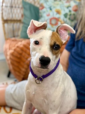 Bellingham, WA - Jack Russell Terrier. Meet Zoey McKee a Pet for ...