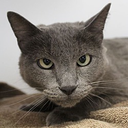 Red Bluff, CA - Russian Blue. Meet Sheba-Low fees, Spayed a Pet for ...