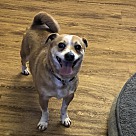 Corgi Puppies - Corgi Rescue and Adoption Near You