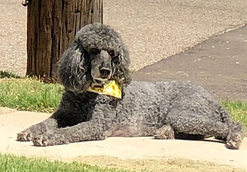 Memphis, TN - Poodle (Standard). Meet Greyce a Pet for Adoption ...
