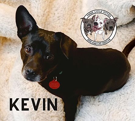 Bellingham, WA - Chihuahua. Meet Kevin Soho a Pet for Adoption ...