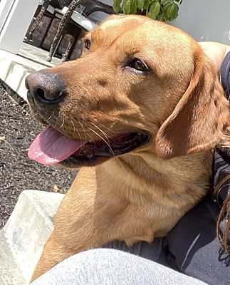 Mt Juliet, TN - Labrador Retriever. Meet Morrison a Pet for Adoption ...