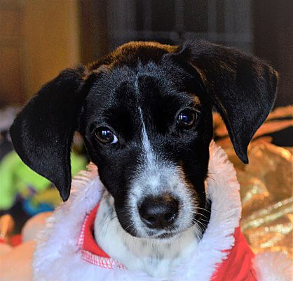 Hartford, CT - Beagle/Pointer. Meet Sage a Pet for Adoption - AdoptaPet.com