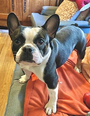 Palo Alto, CA - Boston Terrier. Meet Lester a Pet for Adoption ...