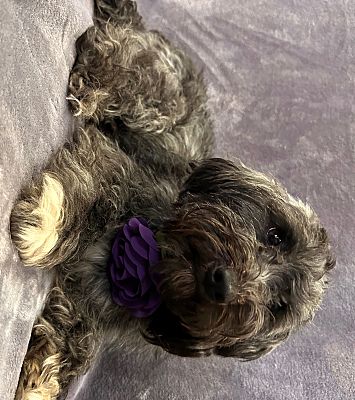 Lodi, CA - Lhasa Apso/Poodle (Miniature). Meet Bella a Pet for Adoption ...