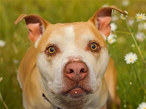 Denver, CO - Pit Bull Terrier. Meet BARRON a Pet for Adoption ...