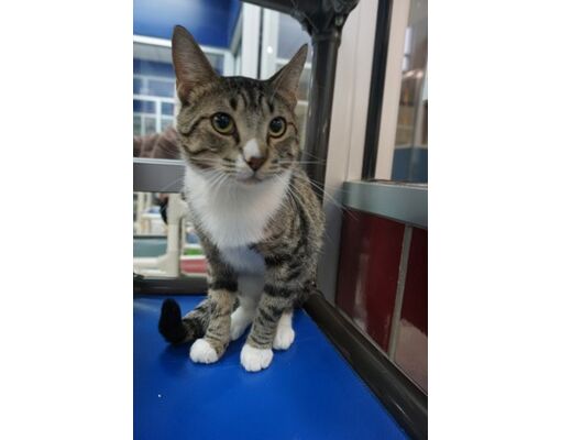 Houston, TX - Domestic Shorthair/Domestic Mediumhair. Meet MINGO (PSP ...