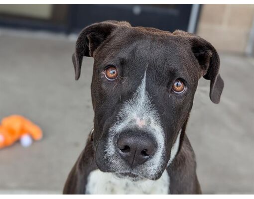 Denver, CO - Labrador Retriever/American Pit Bull Terrier. Meet ERRYK a ...
