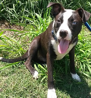 Freehold, NJ - Boston Terrier/Labrador Retriever. Meet Nicky a Pet for ...