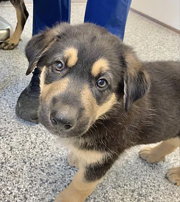 Kelowna, BC - German Shepherd Dog. Meet Maverick - Adoption Pending a ...