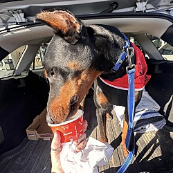 Arlington, VA - Doberman Pinscher. Meet Batman a Pet for Adoption ...