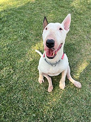Palm Desert, CA - Bull Terrier. Meet Stanley a Pet for Adoption ...