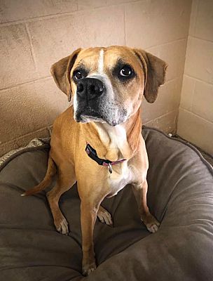 Newport, NC - Boxer. Meet Lexie a Pet for Adoption - AdoptaPet.com