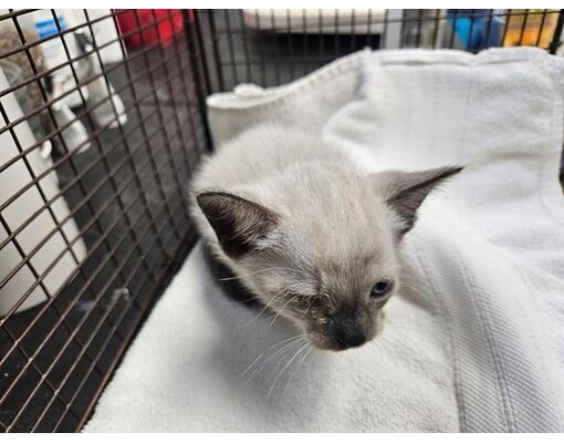 Tucson, AZ - Siamese. Meet SPOOKGHETTI* a Pet for Adoption - AdoptaPet.com