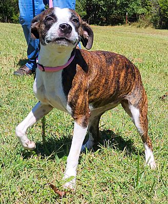 Southbury, CT - Whippet/Boxer. Meet Pearl ~ meet me! a Pet for Adoption ...