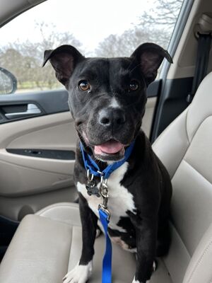 Baton Rouge, LA - American Pit Bull Terrier. Meet Ruby a Pet for ...