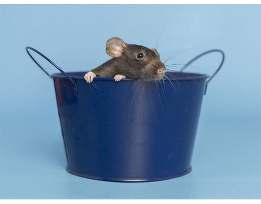 Phoenix, AZ - Rat. Meet TOMMASO a Pet for Adoption - AdoptaPet.com