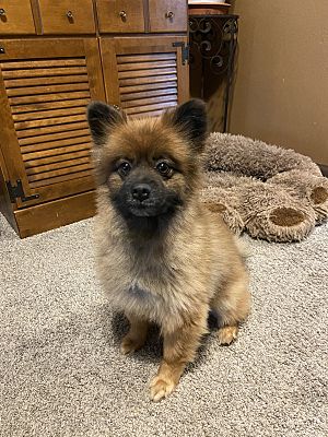 Temperance, MI - Pomeranian. Meet Frasco a Pet for Adoption - AdoptaPet.com