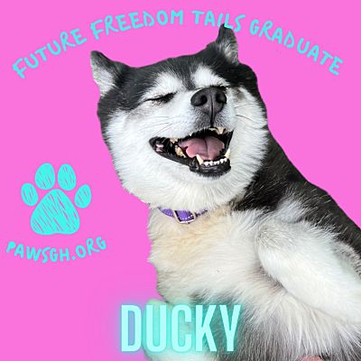 Aberdeen, WA - Alaskan Malamute/Siberian Husky. Meet Ducky a Pet for ...