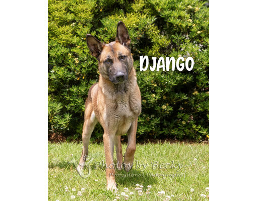 Savannah, GA - German Shepherd Dog/Mixed Breed (Medium). Meet Django a ...
