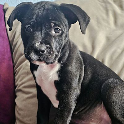 Holly Hill, SC - Boston Terrier/Labrador Retriever. Meet Kerry a Pet ...