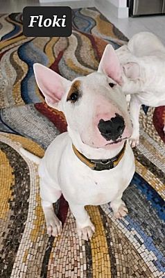 Hartford, CT - Bull Terrier. Meet Floki a Pet for Adoption - AdoptaPet.com
