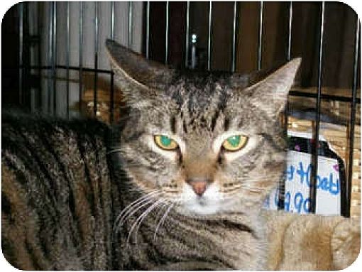 Ocean City, NJ - Domestic Shorthair. Meet Barn Cats a Pet for Adoption ...