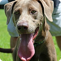 Newport, NC - Labrador Retriever. Meet Myla a Pet for Adoption.