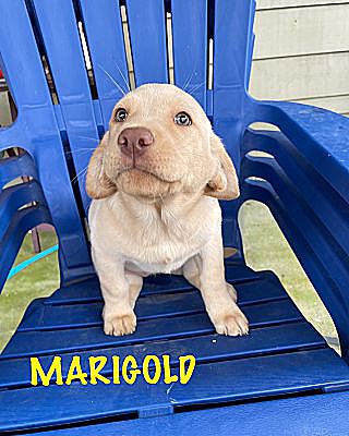 Johnston, RI - Labrador Retriever/Golden Retriever. Meet Marigold ka a ...