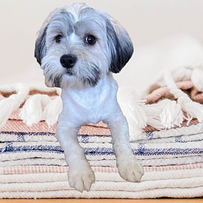 Santa Monica, CA - Havanese/Lhasa Apso. Meet Benny (Calm Gentleman!) a ...