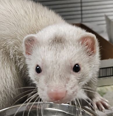 Silverdale, WA - Ferret. Meet Kodo - Bonded With Podo a Pet for ...