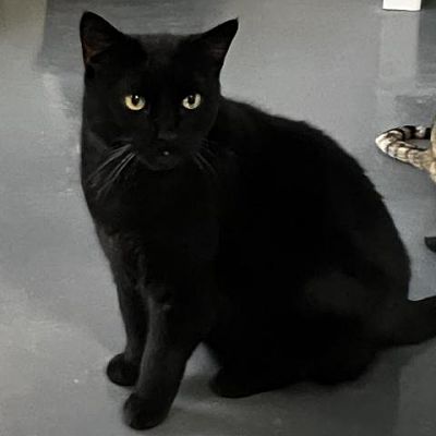 Rifle, CO - Domestic Shorthair. Meet Hefty a Pet for Adoption ...