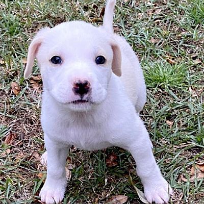 Austin, TX - Labrador Retriever. Meet Bandit a Pet for Adoption ...