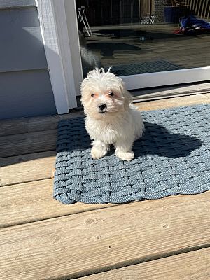 Hainesville, IL - Shih Poo/Bichon Frise. Meet Peter Rabbit a Pet for ...