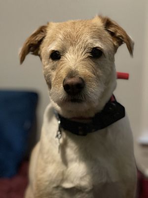 East Hartford, CT - Airedale Terrier/Labrador Retriever. Meet Maximus ...