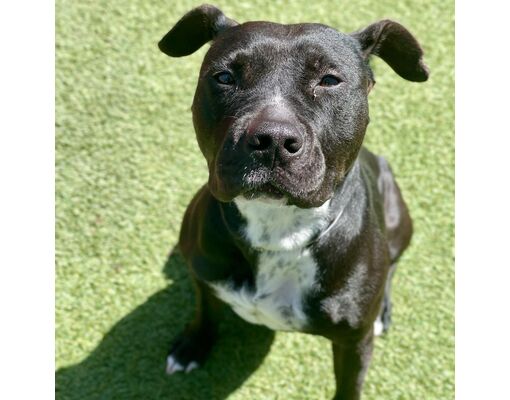 Long Beach, CA - American Pit Bull Terrier. Meet Aria a Pet for ...