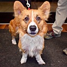 Corgi Puppies - Corgi Rescue and Adoption Near You