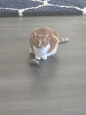 Savannah, GA - Tabby. Meet Zeze a Pet for Adoption - AdoptaPet.com