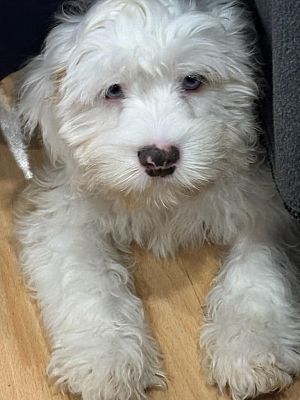 Tampa, FL - Cockapoo. Meet Donnie a Pet for Adoption - AdoptaPet.com