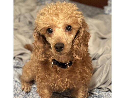 Staten Island, NY - Poodle (Miniature). Meet Tara a Pet for Adoption ...