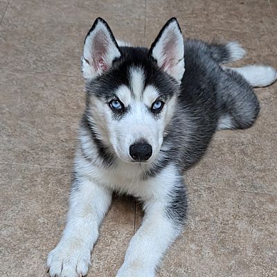Rochester, MN - Siberian Husky. Meet Chloe a Pet for Adoption ...