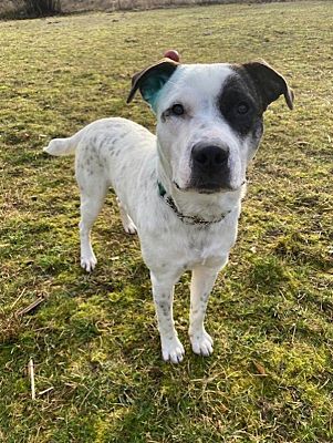 Victoria, BC - Pit Bull Terrier/English Springer Spaniel. Meet Chase a ...